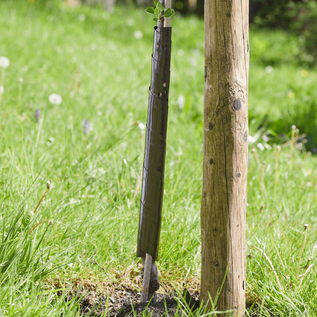 Useful Spiral Tree Guard, 60 cm | Useful | Shop now at AllotMate Essentials